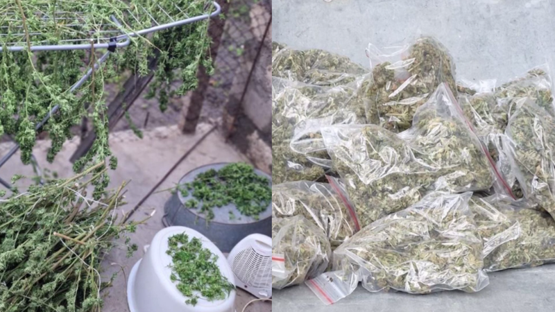 (video) A pus la uscat peste 300 plante de cânepă într-o odaie din casa ...